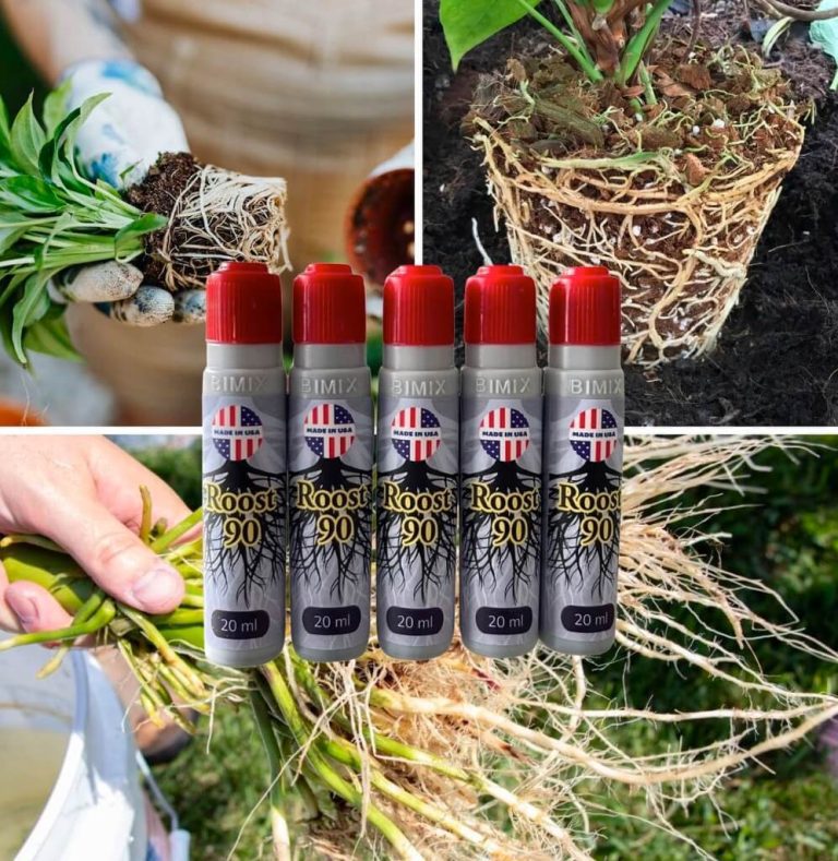 [SỰ THẬT] Roots 90 cách sử dụng? Thuốc kích rễ Roots 90 là gì? Dùng bao ...