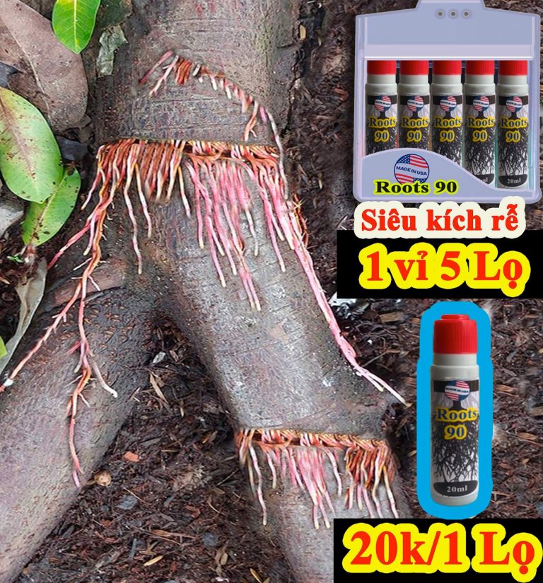 [SỰ THẬT] Roots 90 cách sử dụng? Thuốc kích rễ Roots 90 là gì? Dùng bao ...